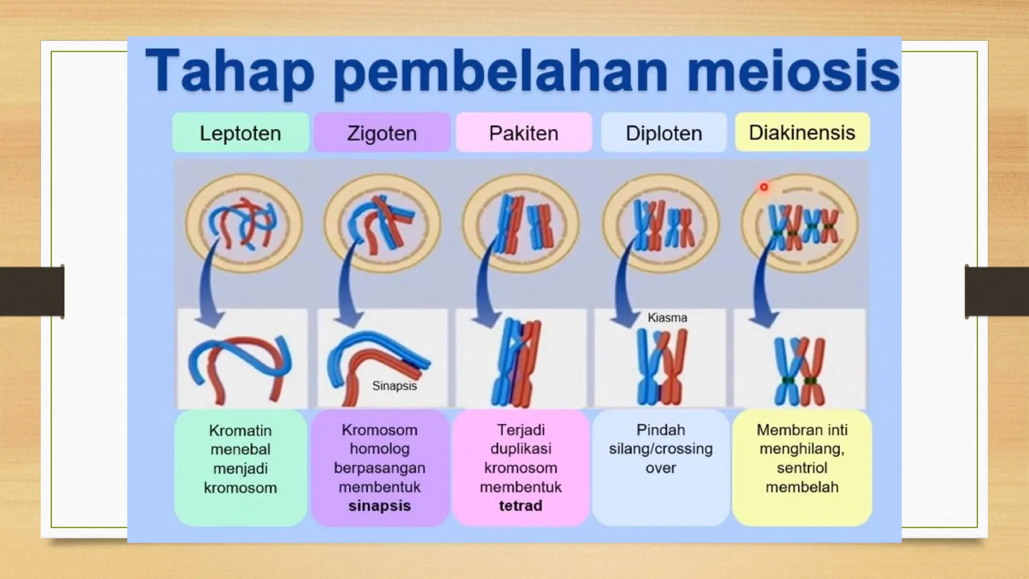 PEMBELAHAN SEL mitosis dan meiosisi.pptx
