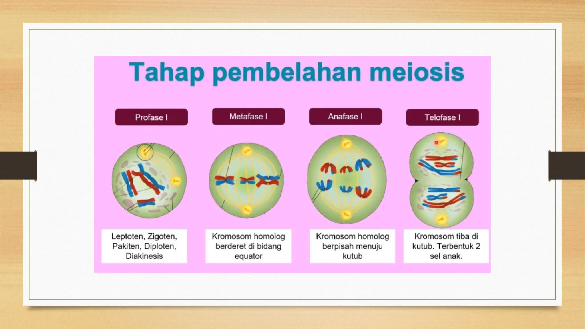 PEMBELAHAN SEL mitosis dan meiosisi.pptx