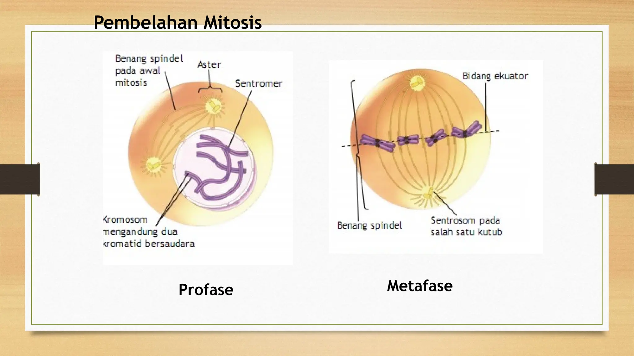 PEMBELAHAN SEL mitosis dan meiosisi.pptx