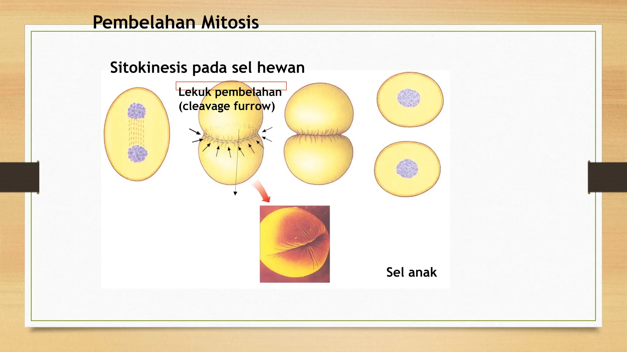 PEMBELAHAN SEL mitosis dan meiosisi.pptx