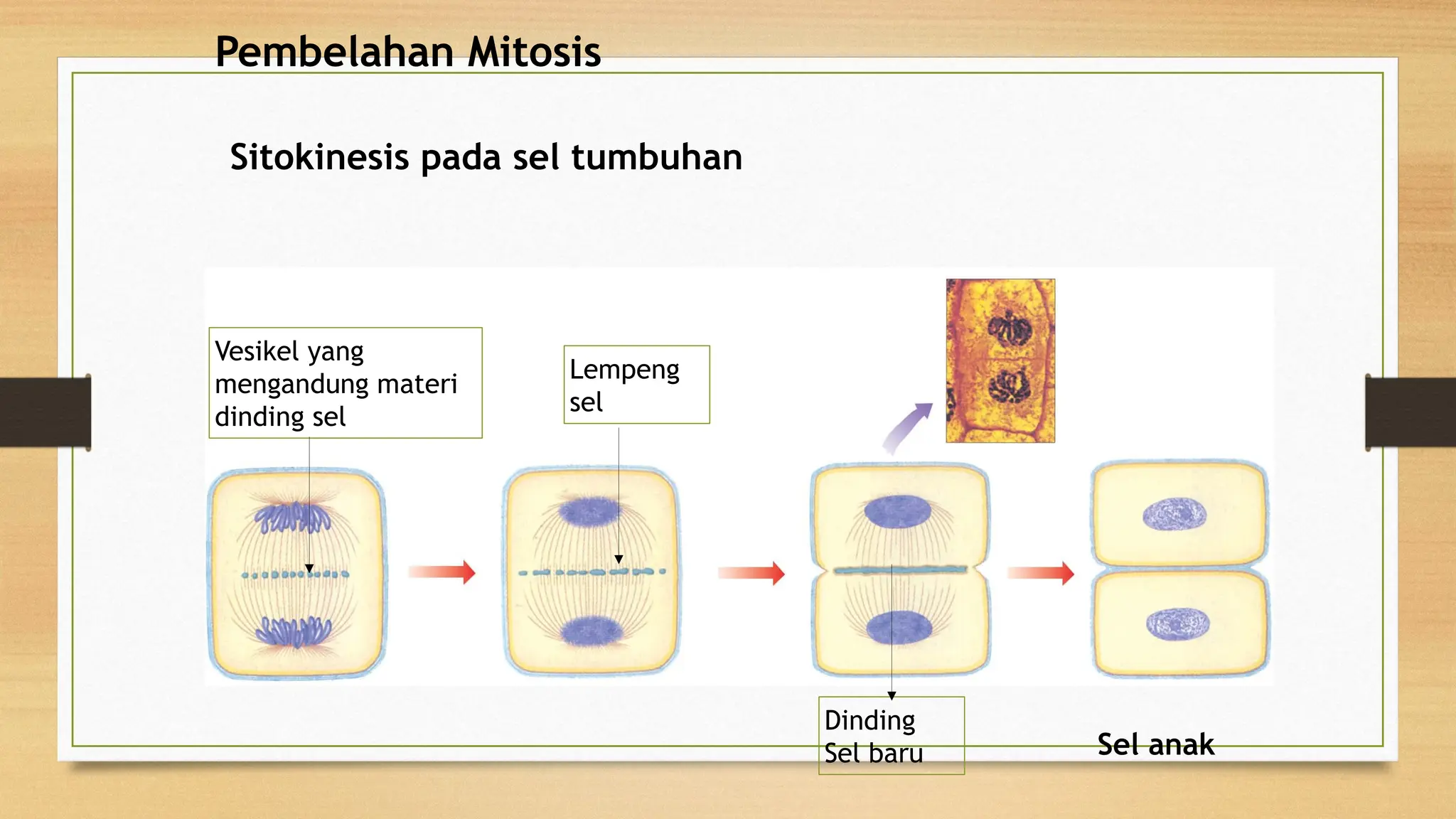 PEMBELAHAN SEL mitosis dan meiosisi.pptx