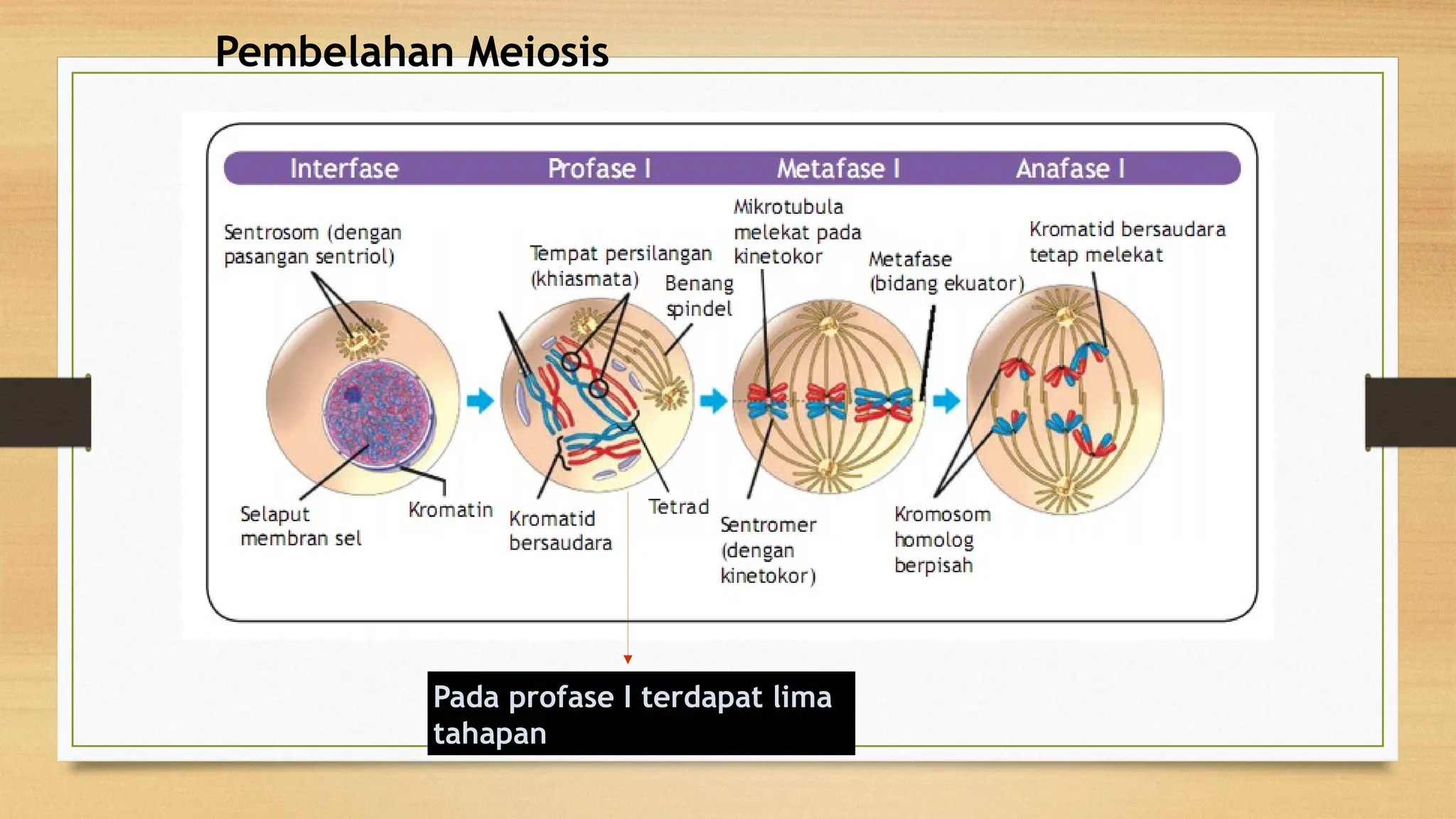 PEMBELAHAN SEL mitosis dan meiosisi.pptx