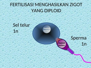 PEMBELAHAN SEL PADA TUBUH MANUSIA POWERPOINT | PPT