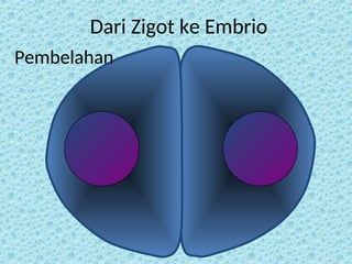 PEMBELAHAN SEL PADA TUBUH MANUSIA POWERPOINT | PPT