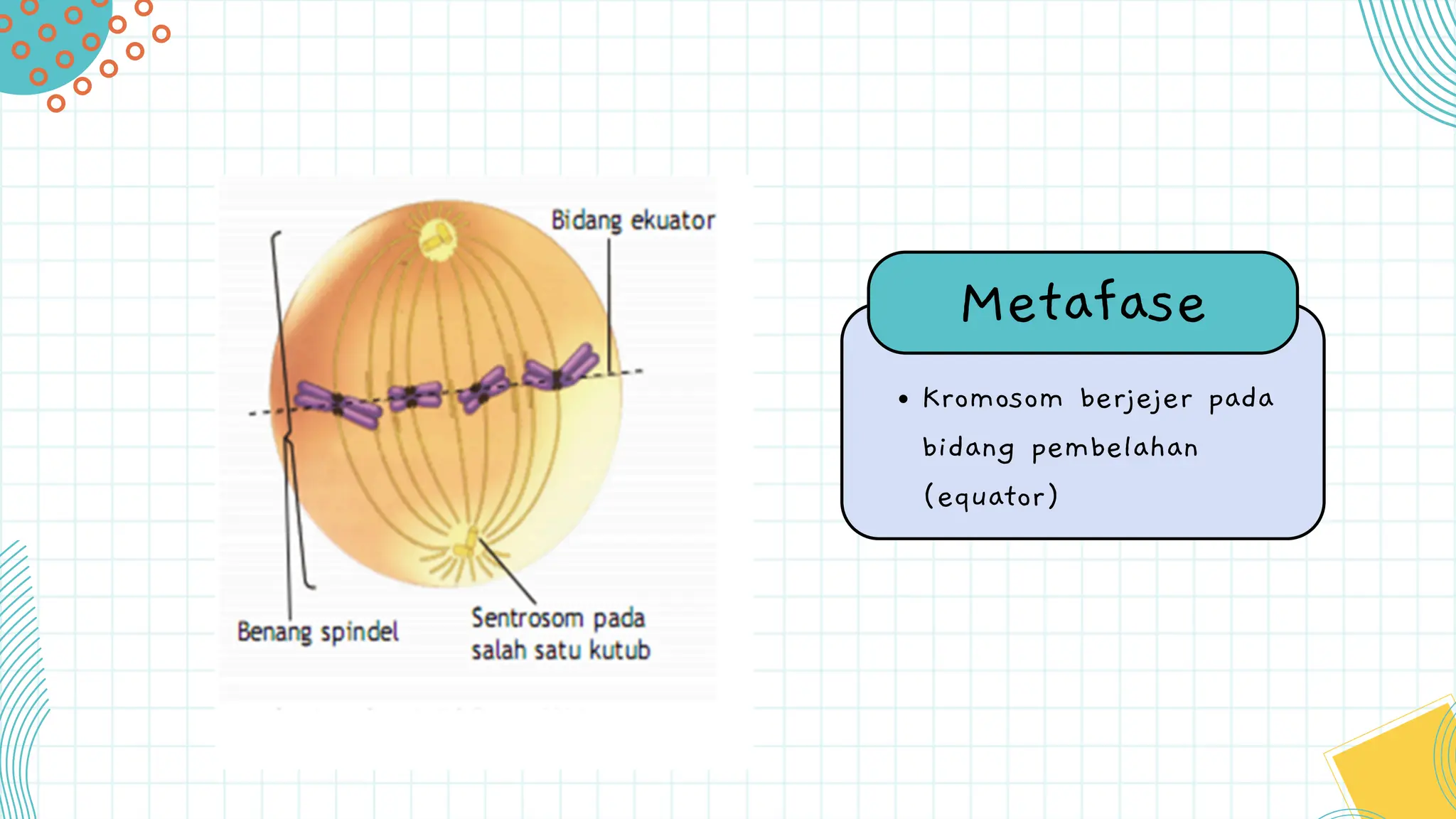Pembelahan sel mitosis dan meiosis reproduksi.pdf