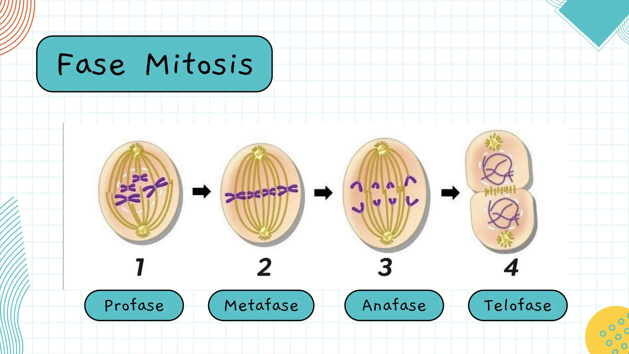 Pembelahan sel mitosis dan meiosis reproduksi.pdf