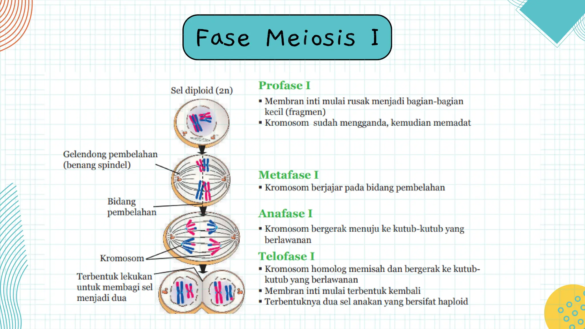 Pembelahan sel mitosis dan meiosis reproduksi.pdf