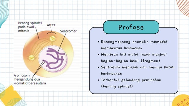 Pembelahan sel mitosis dan meiosis reproduksi.pdf