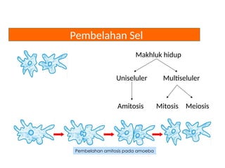 ppt pembelahan sel dengan inovasi kurikulum merdeka | PPT