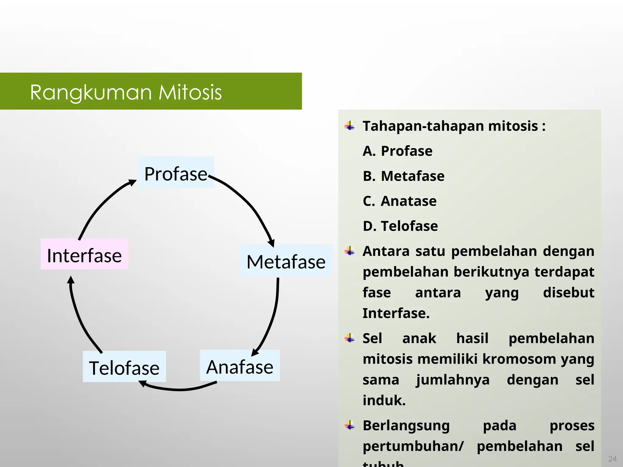 MATERI PEMBELAHAN SEL (MITOSIS DAN MEIOSIS) KELAS XII FASE F | PPT