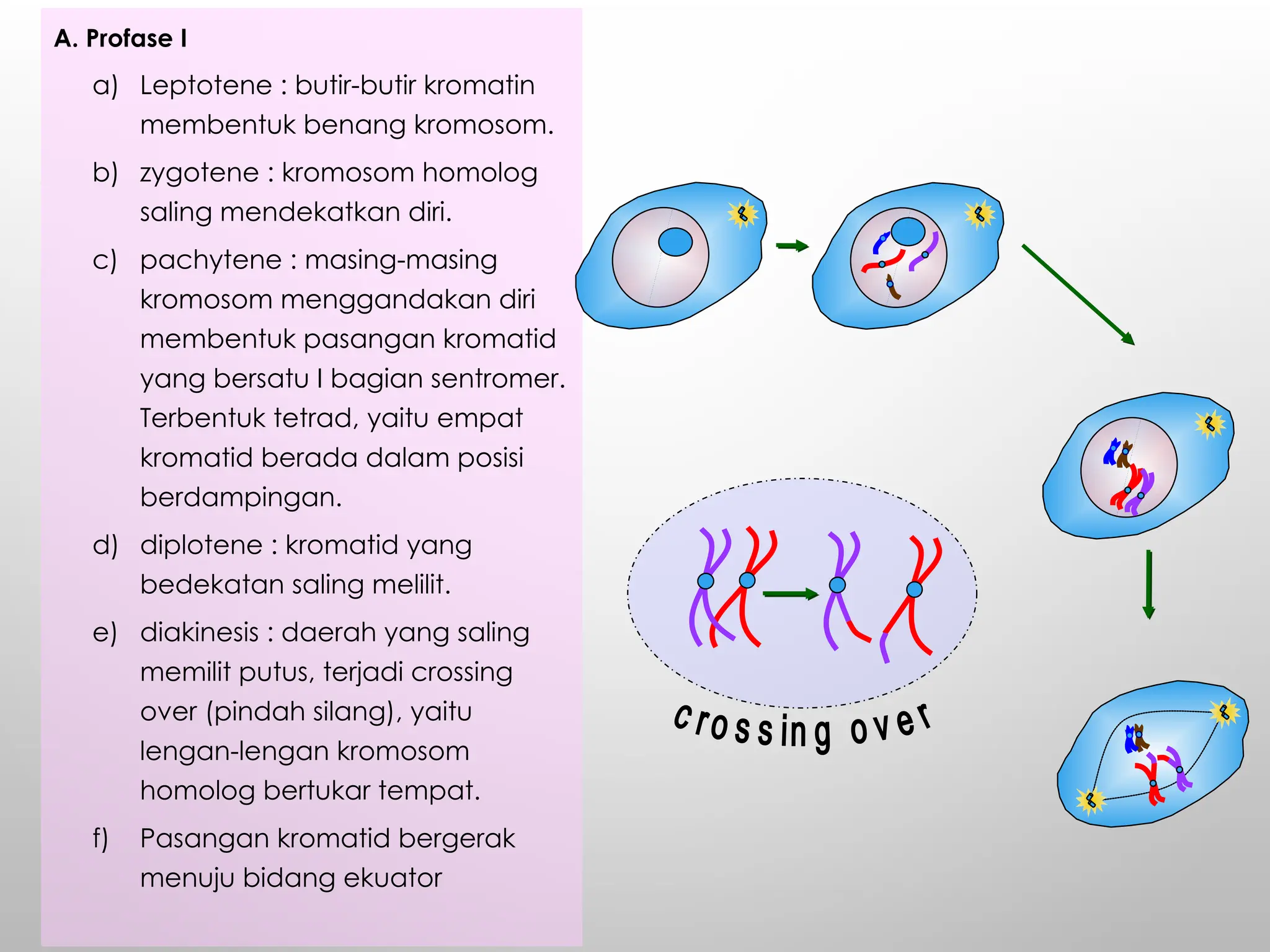 MATERI PEMBELAHAN SEL (MITOSIS DAN MEIOSIS) KELAS XII FASE F | PPT