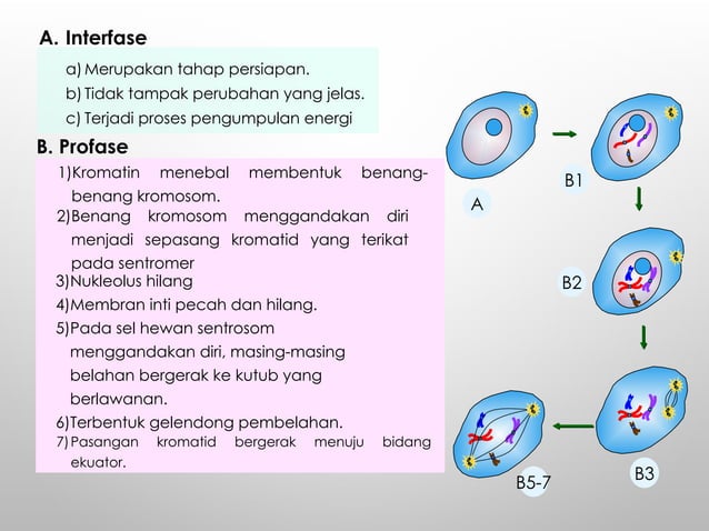 MATERI PEMBELAHAN SEL (MITOSIS DAN MEIOSIS) KELAS XII FASE F | PPT