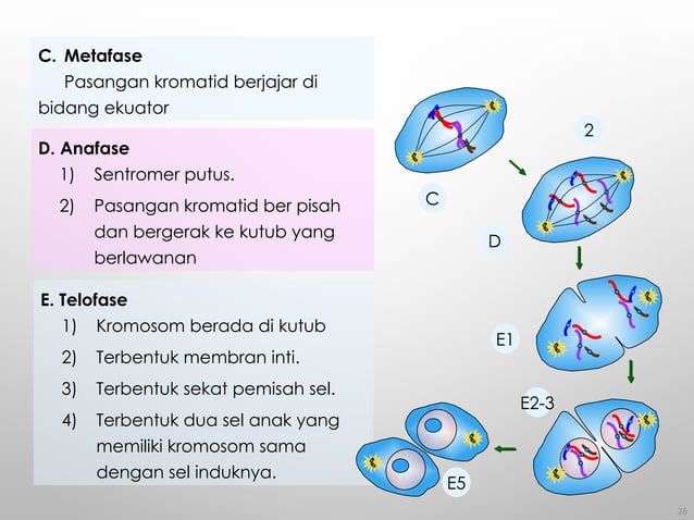 MATERI PEMBELAHAN SEL (MITOSIS DAN MEIOSIS) KELAS XII FASE F | PPT