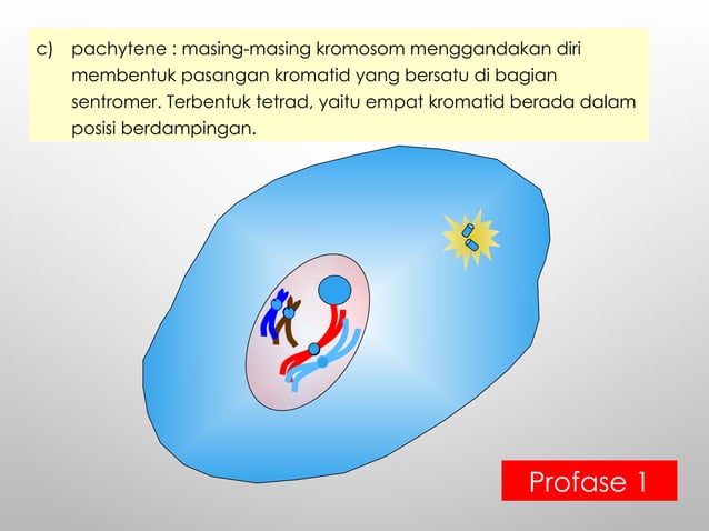 MATERI PEMBELAHAN SEL (MITOSIS DAN MEIOSIS) KELAS XII FASE F | PPT