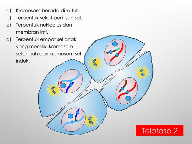 MATERI PEMBELAHAN SEL (MITOSIS DAN MEIOSIS) KELAS XII FASE F | PPT