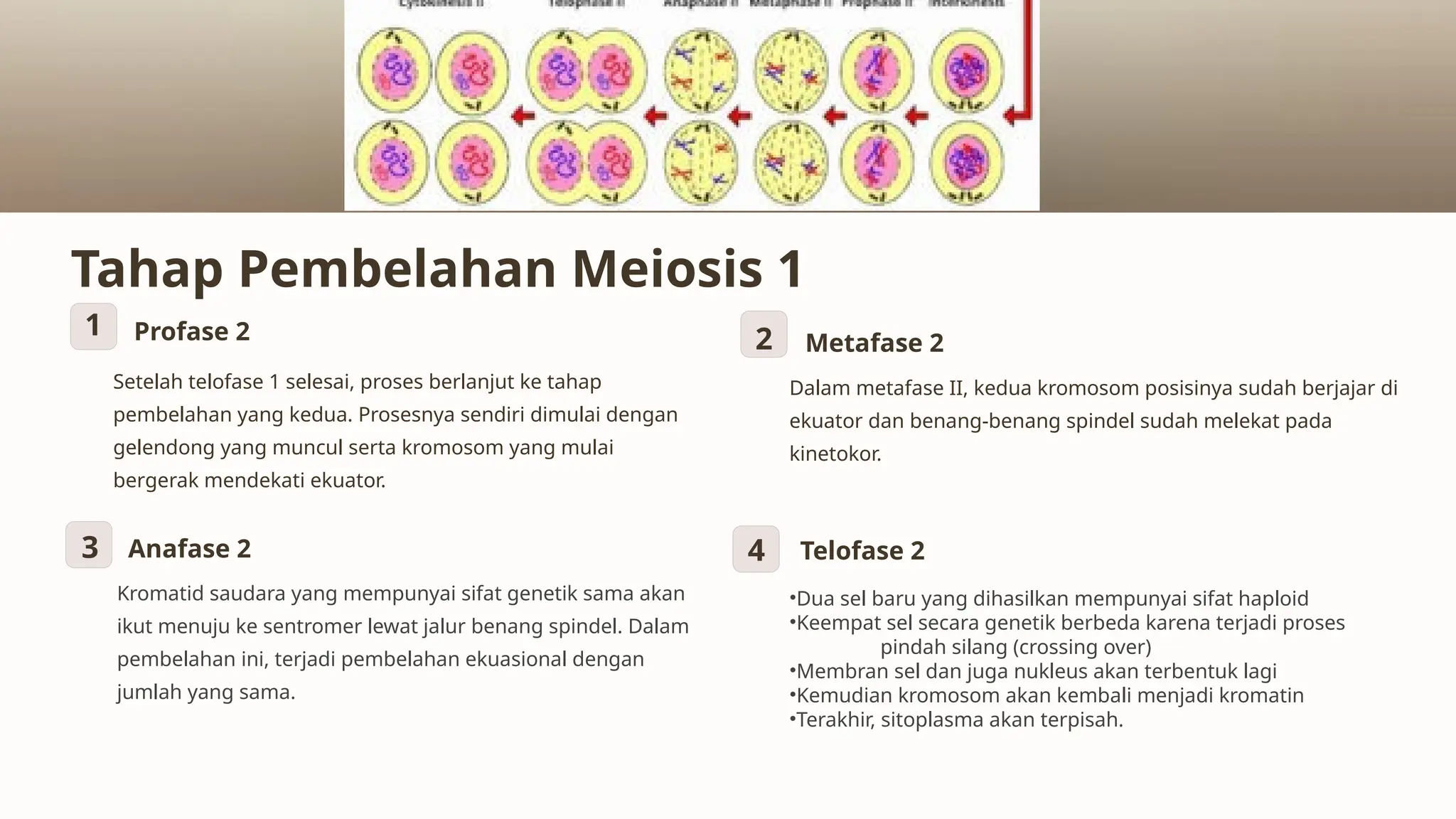 Materi Biologi kelas XII _pembelahan sel.pptx