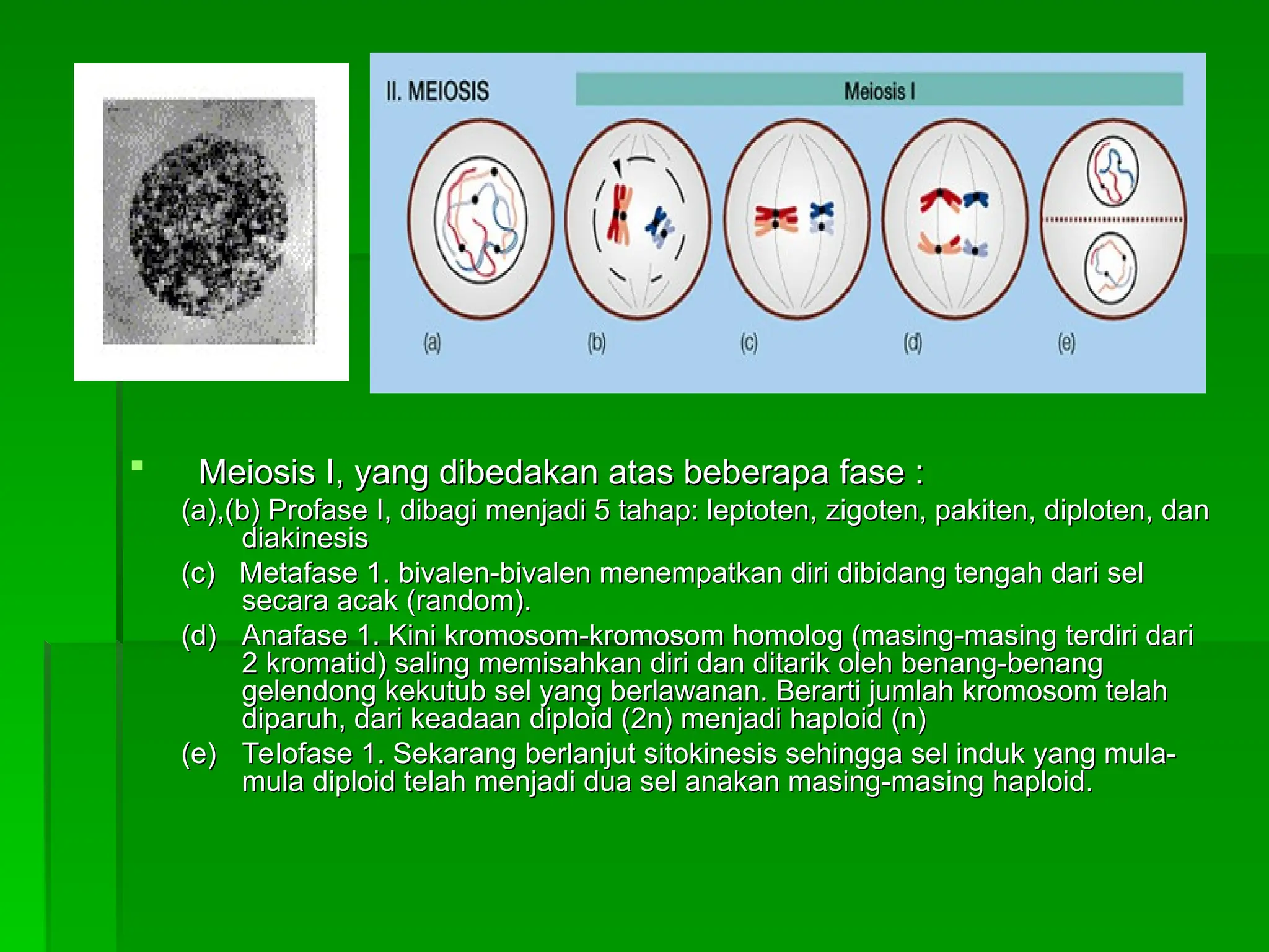 PEMBELAHAN SEL pada manusia dan proses nya..ppt