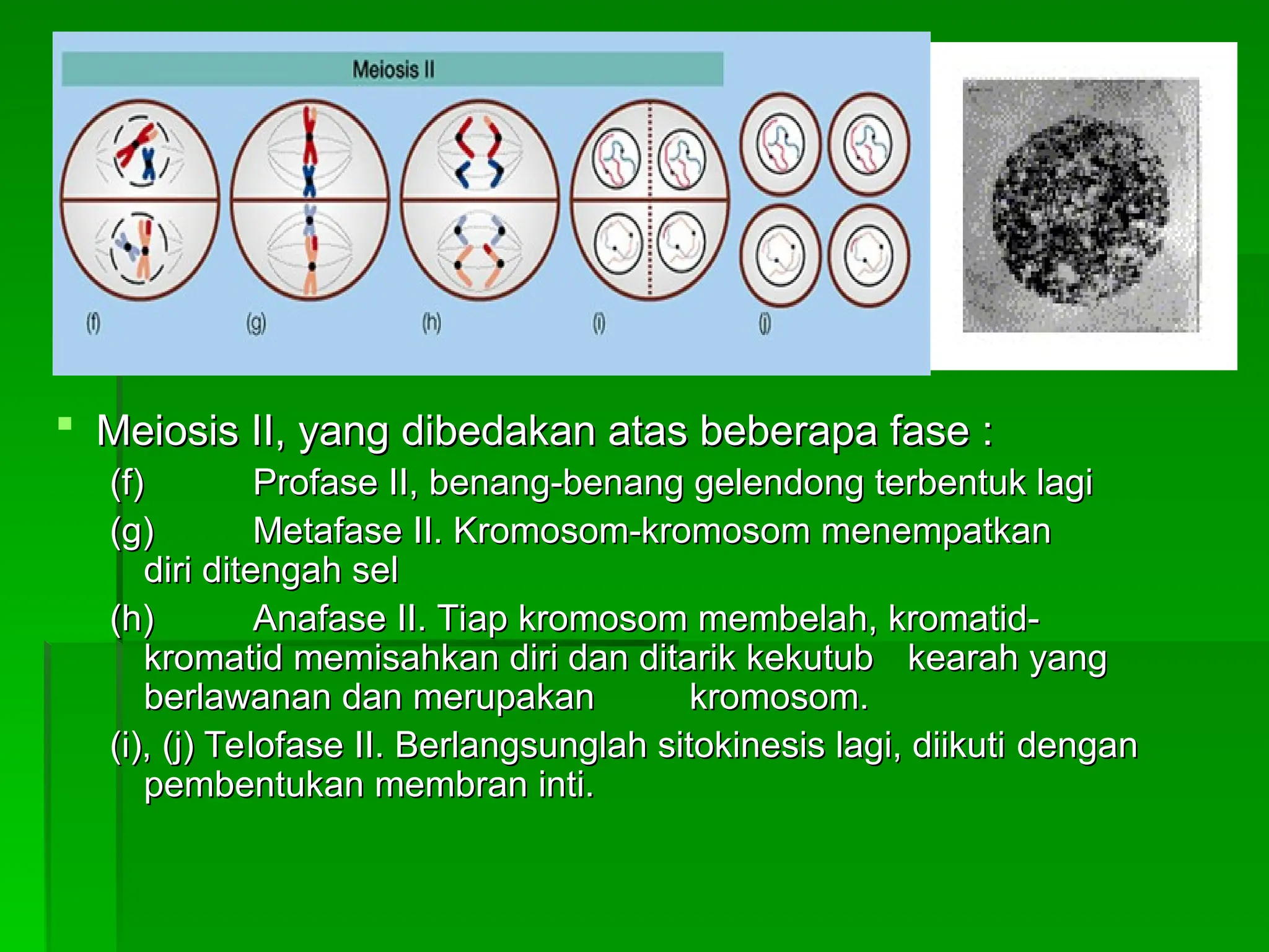 PEMBELAHAN SEL pada manusia dan proses nya..ppt