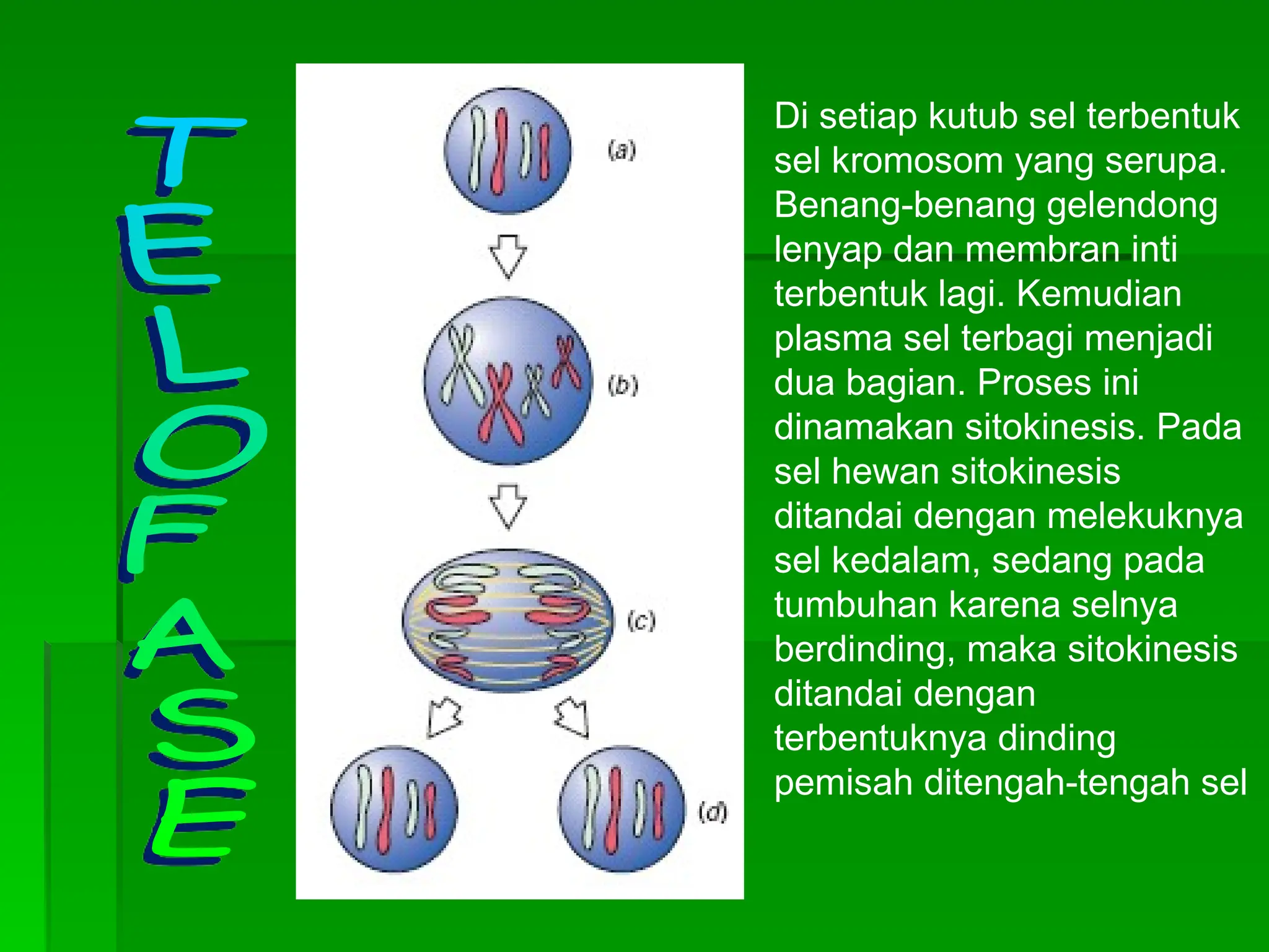PEMBELAHAN SEL pada manusia dan proses nya..ppt
