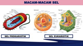 PEMBELAHAN SEL SECARA MITOSIS DAN MEIOSIS.pptx