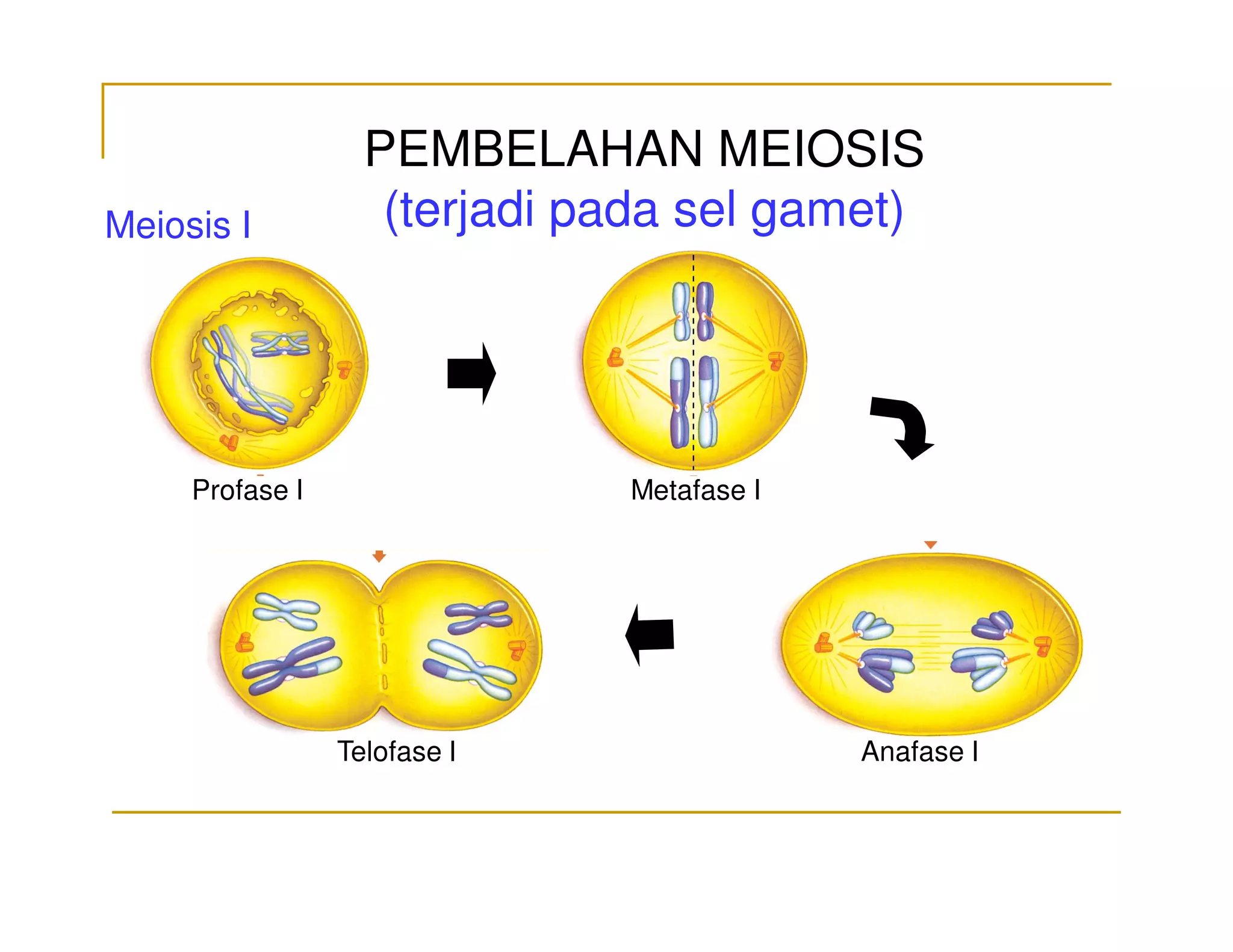 Pembelahan Sel | PDF