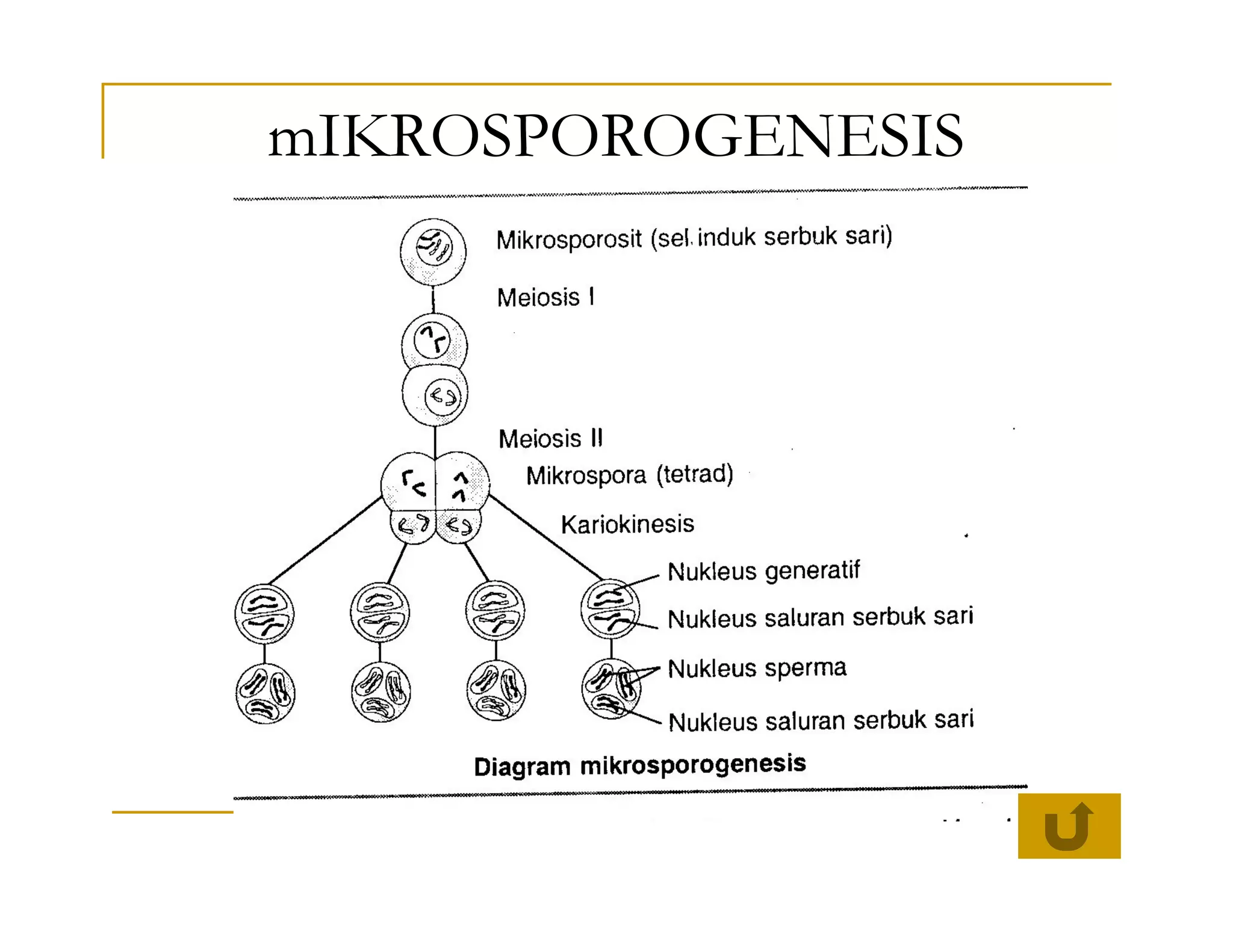 Pembelahan Sel | PDF
