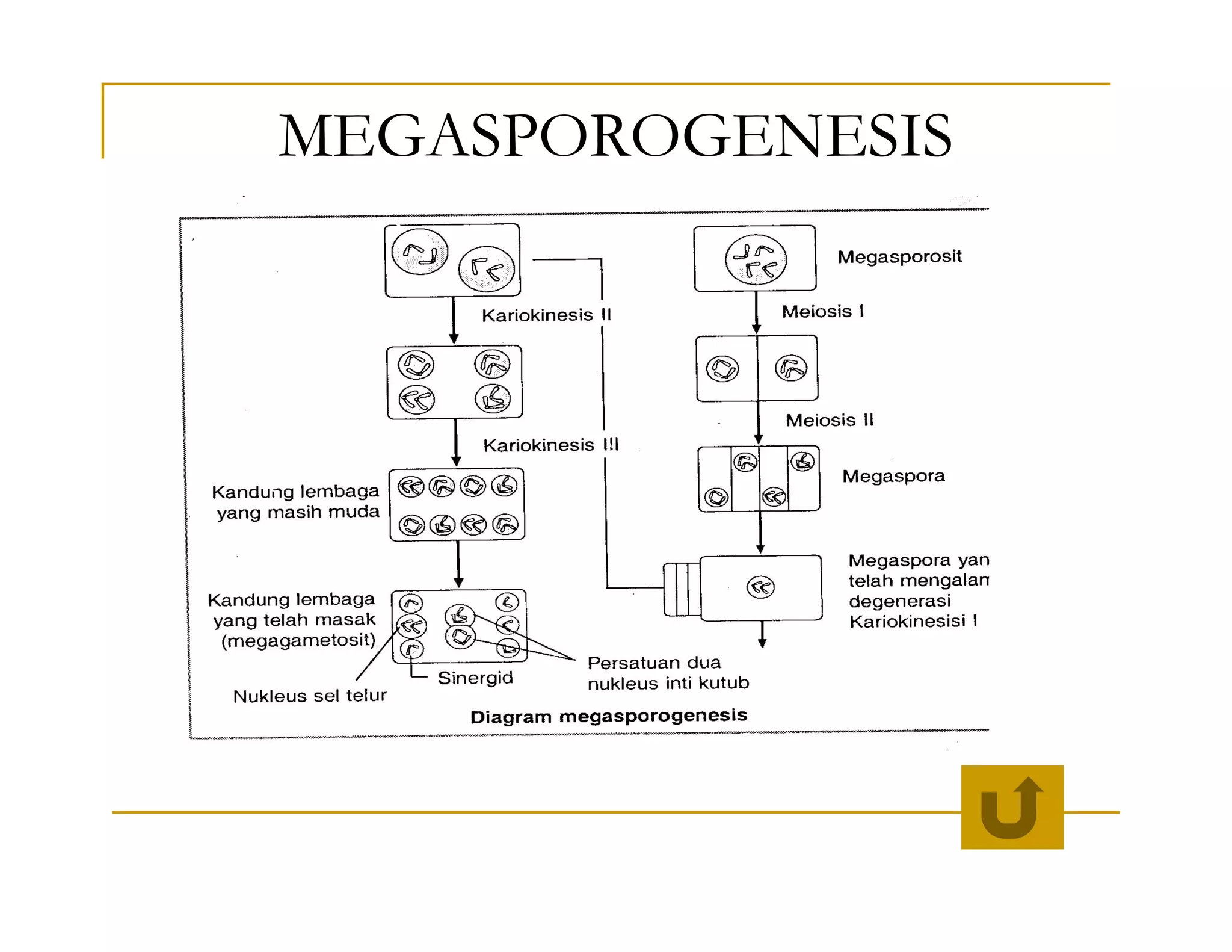 Pembelahan Sel | PDF
