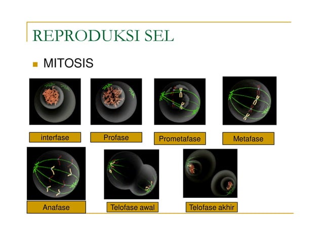 Pembelahan Sel | PDF