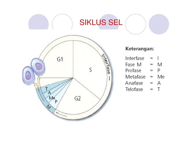 Pembelahan Sel | PDF
