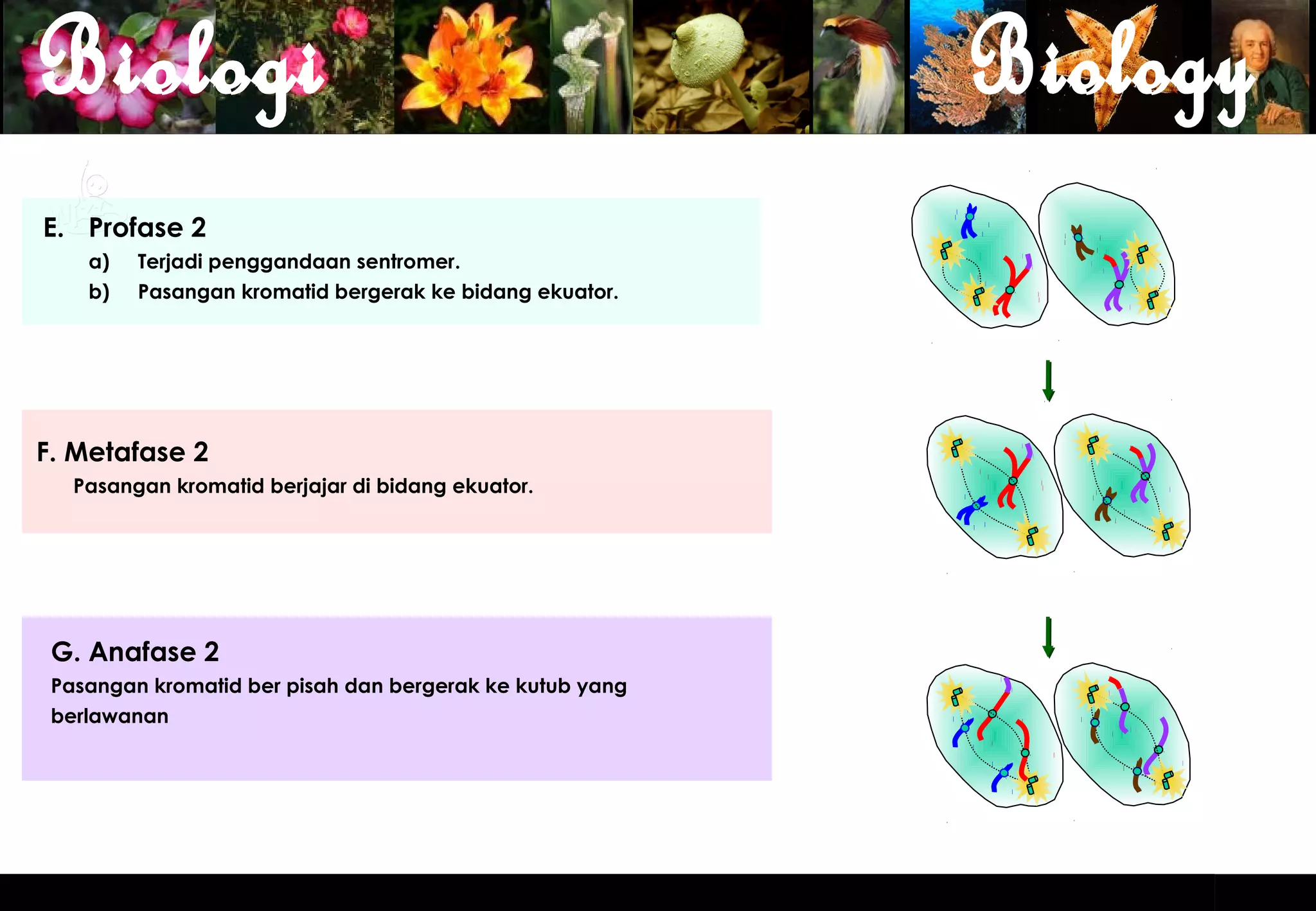 Pembelahan Sel : Meiosis | PPT