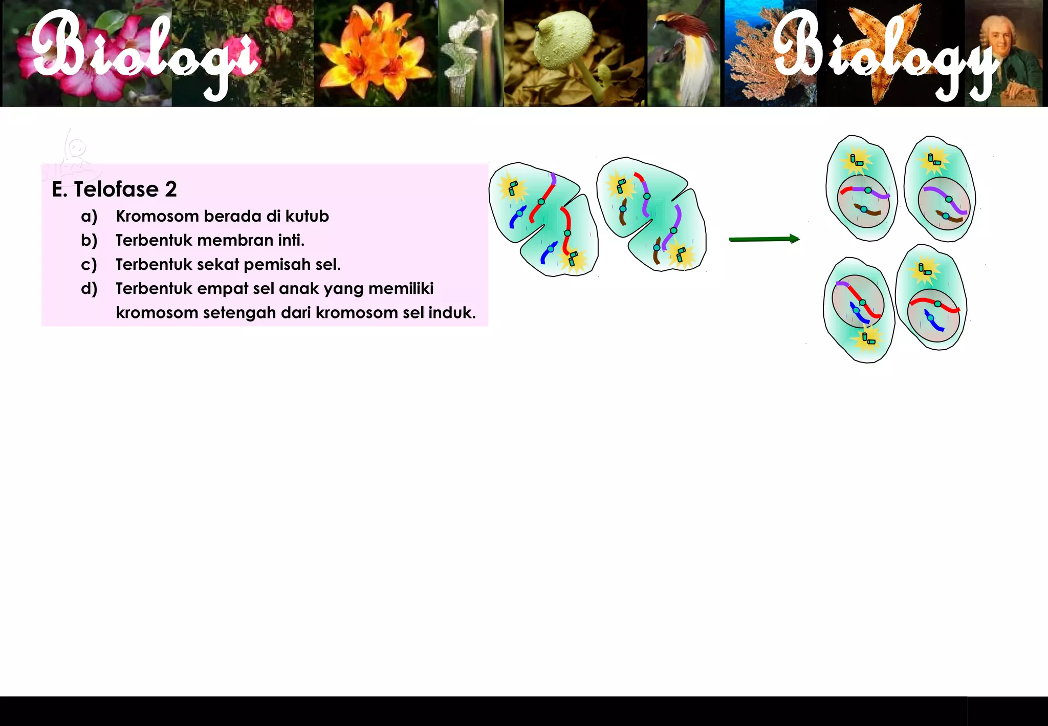 Pembelahan Sel : Meiosis | PPT