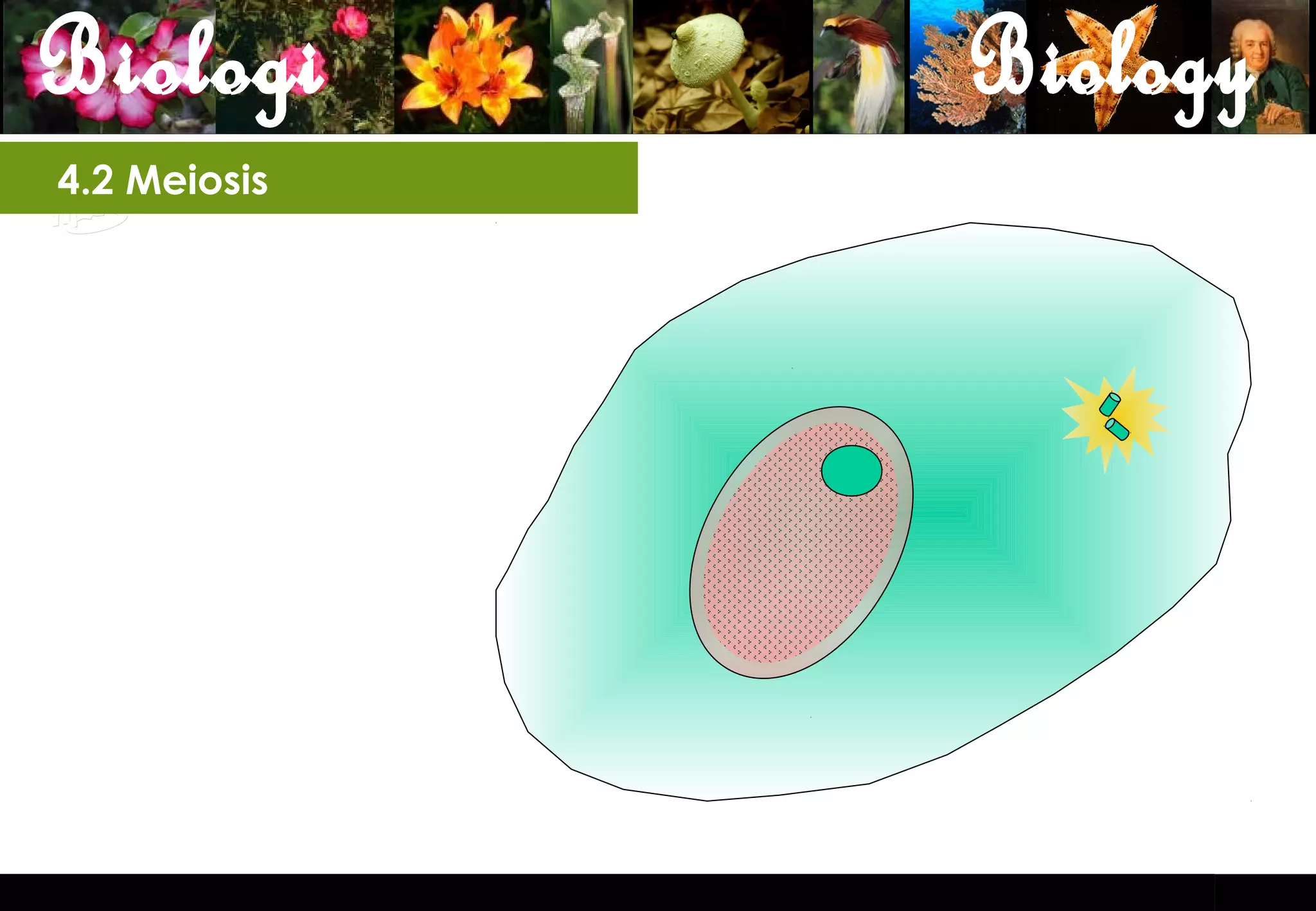 Pembelahan Sel : Meiosis | PPT