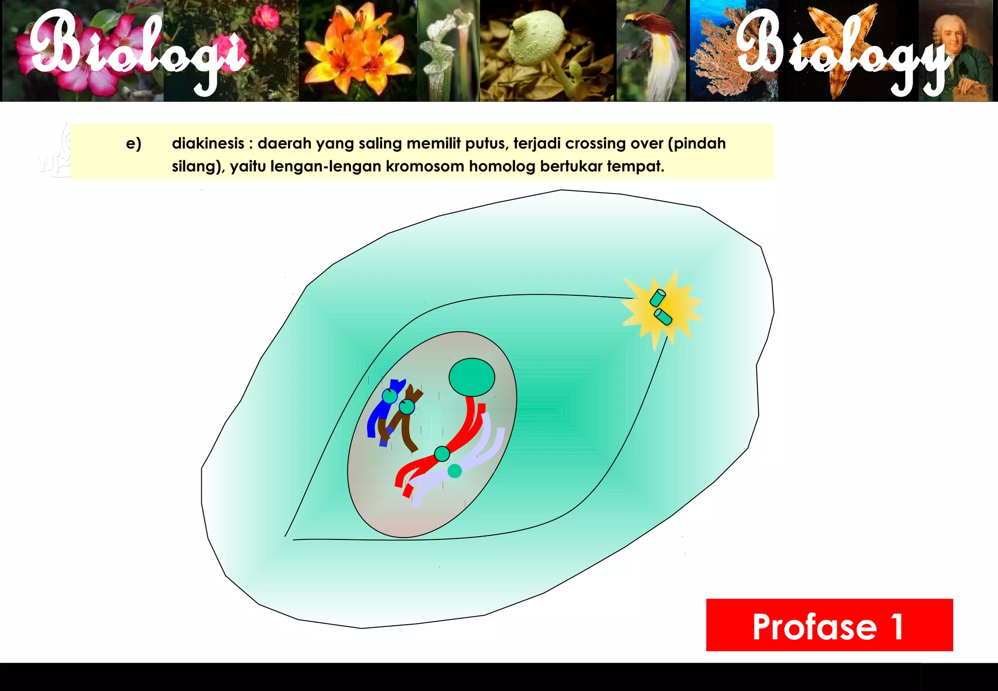 Pembelahan Sel : Meiosis | PPT