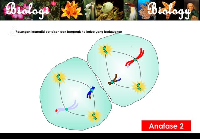 Pembelahan Sel : Meiosis | PPT
