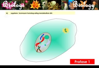 Pembelahan Sel : Meiosis | PPT