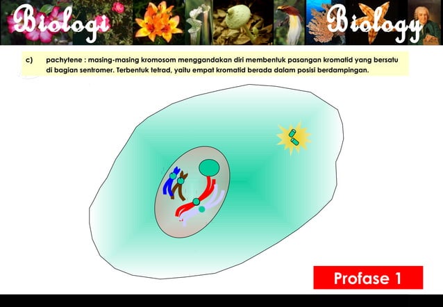 Pembelahan Sel : Meiosis | PPT