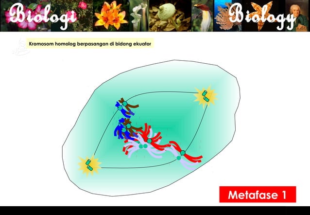 Pembelahan Sel : Meiosis | PPT