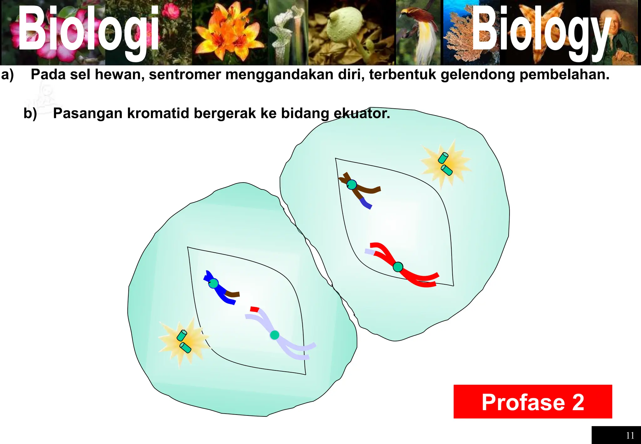 PembelahanSel-Meiosis.ppt