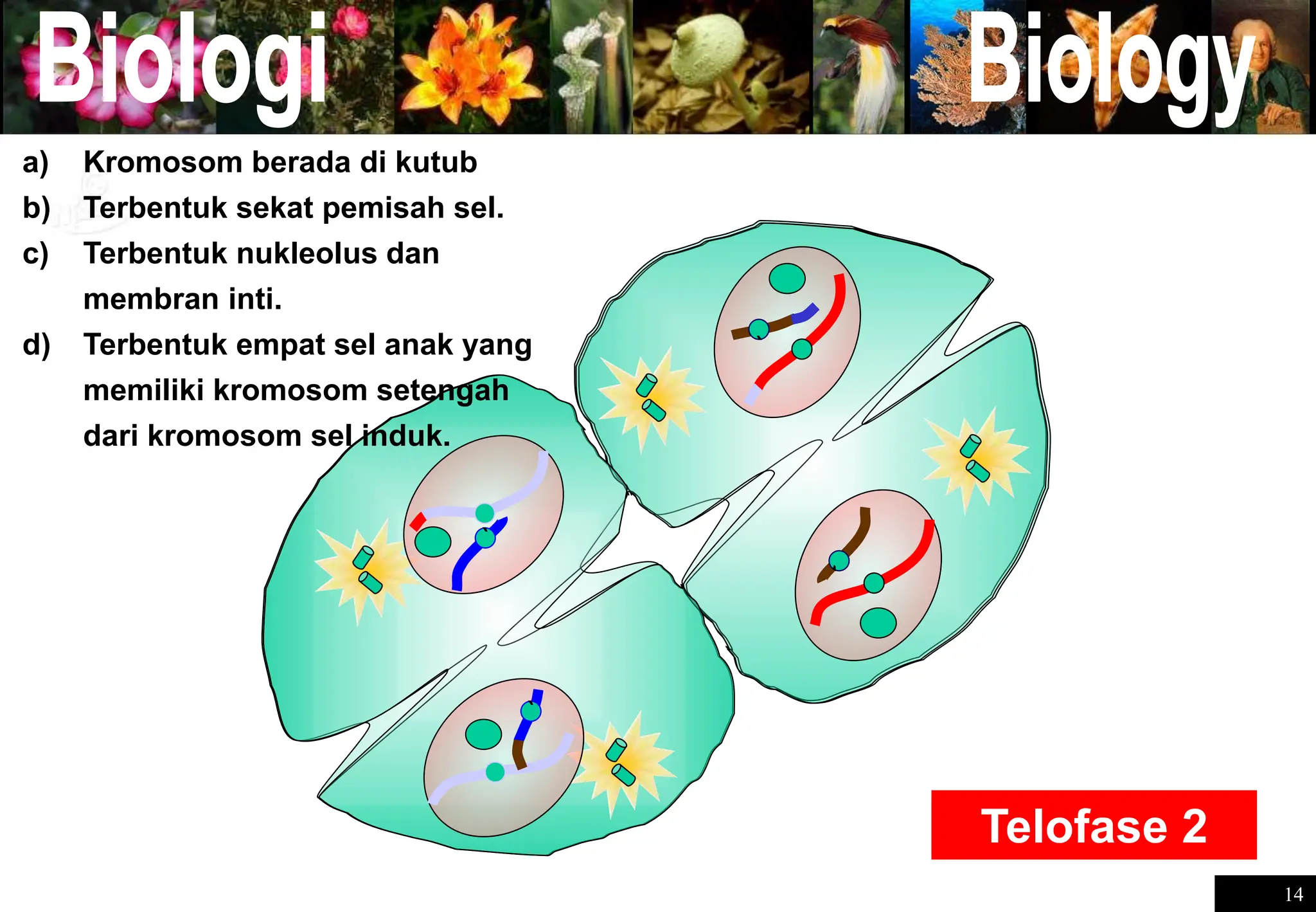 PembelahanSel-Meiosis.ppt