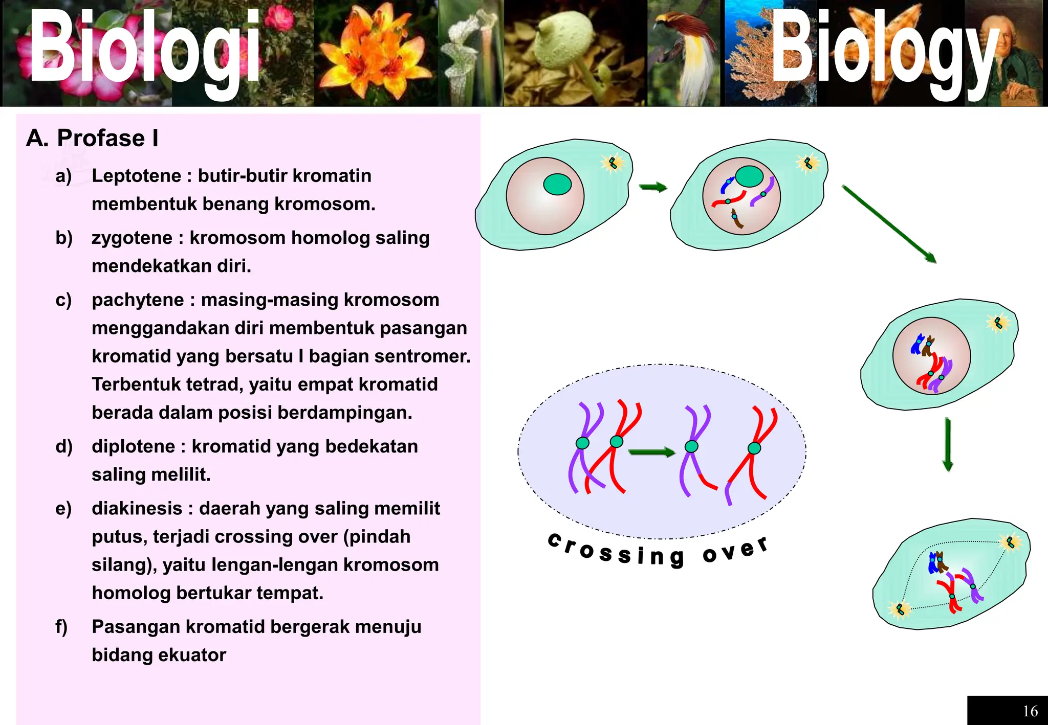 PembelahanSel-Meiosis.ppt