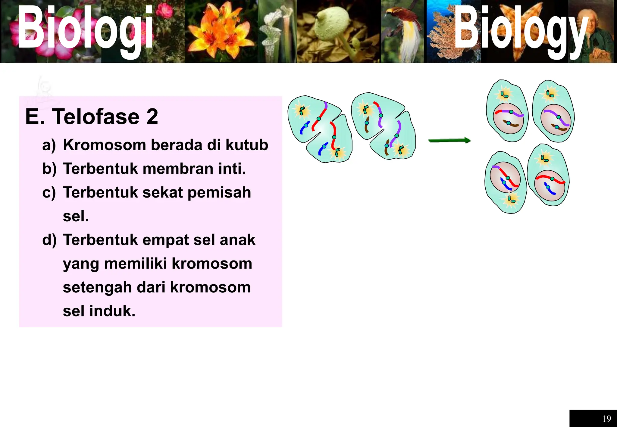 PembelahanSel-Meiosis.ppt
