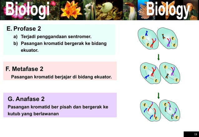 PembelahanSel-Meiosis.ppt