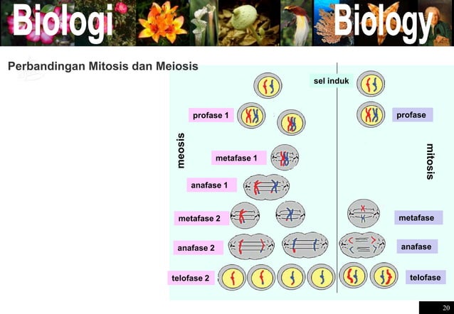 PembelahanSel-Meiosis.ppt