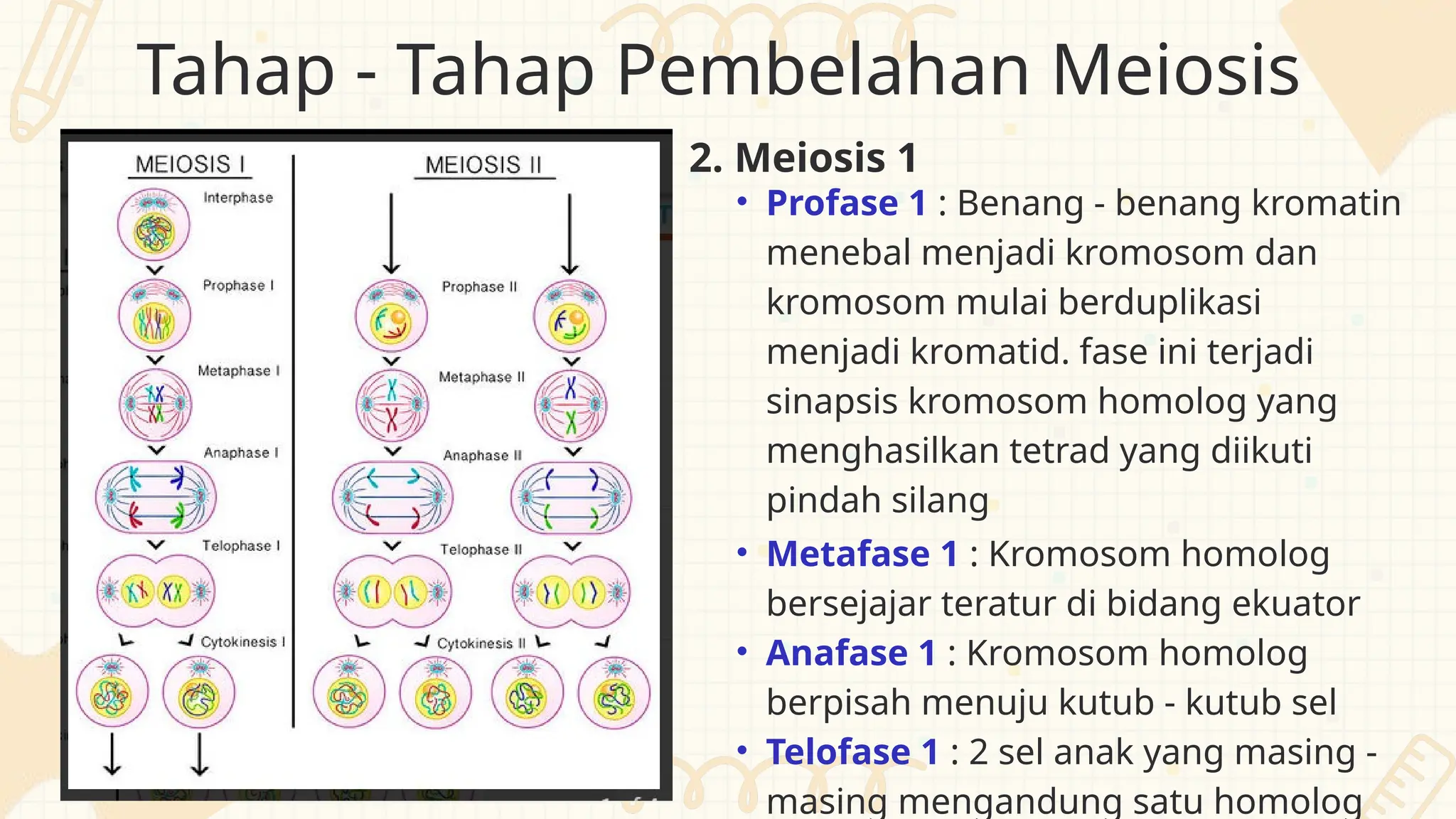 Pembelahan Sel (1).pptx buat semua orang | PPTX