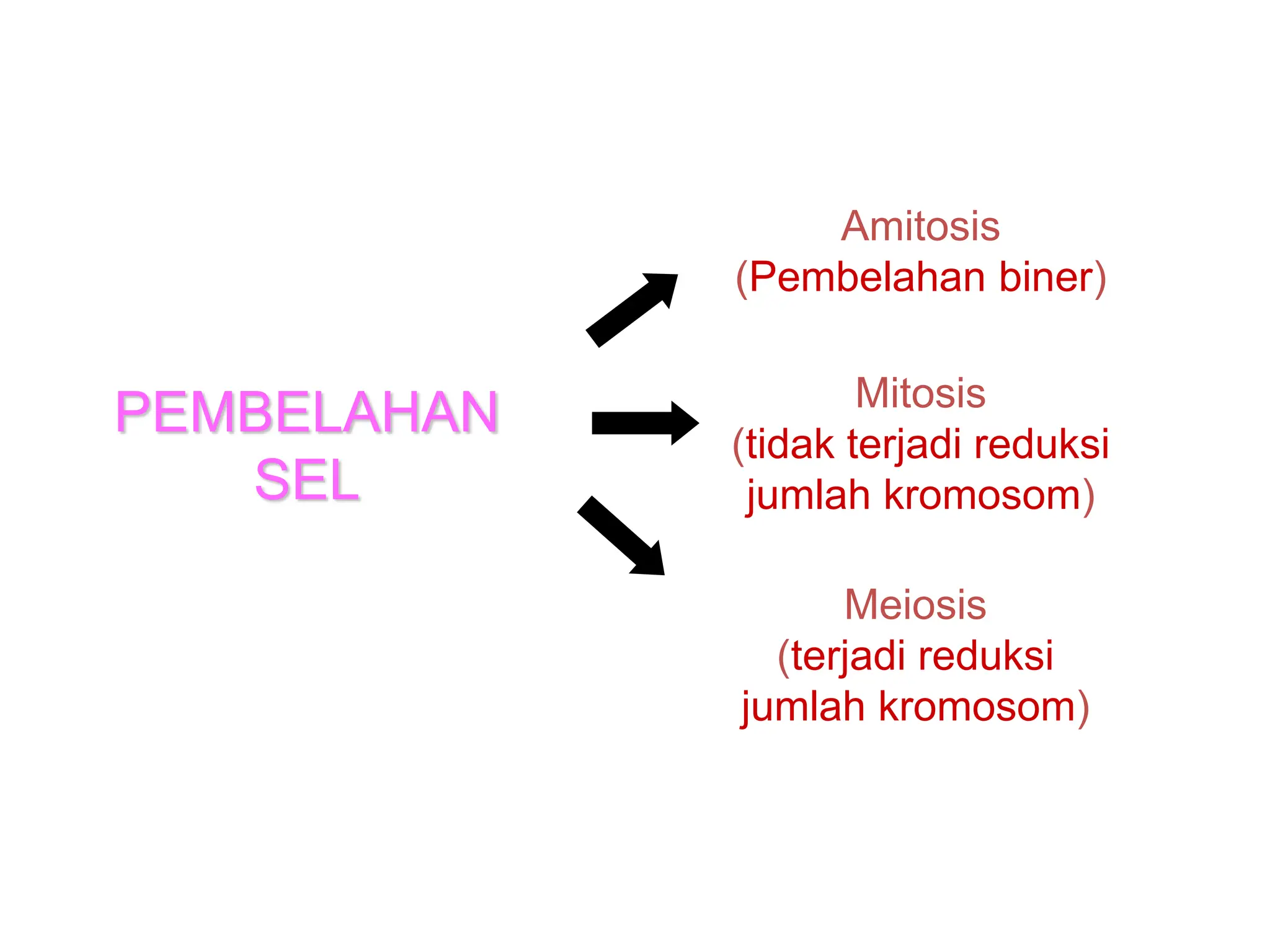 MATERI BIOLOGI PEMBELAHAN SEL KELAS XI SMA | PPT