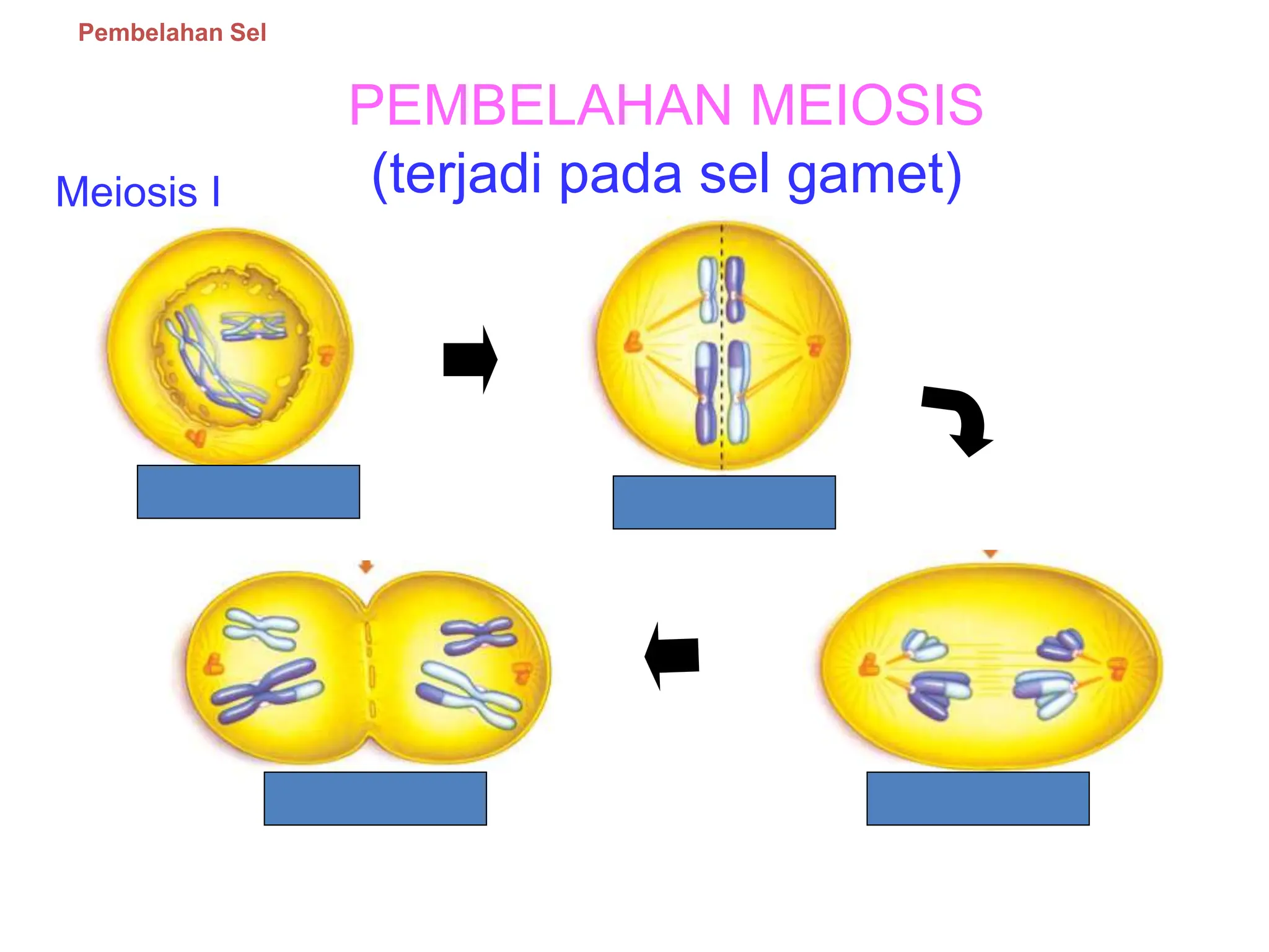 MATERI BIOLOGI PEMBELAHAN SEL KELAS XI SMA | PPT