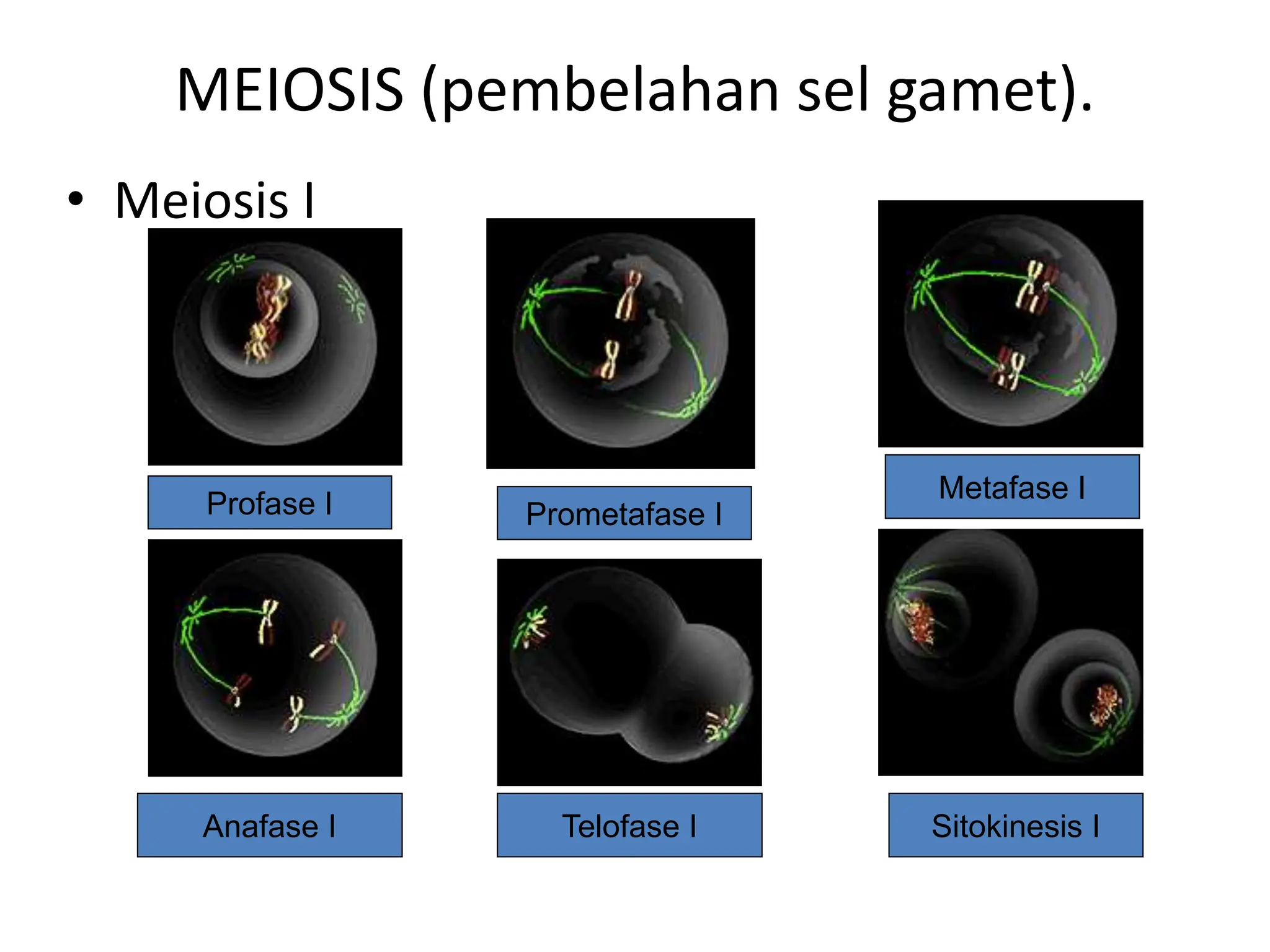 MATERI BIOLOGI PEMBELAHAN SEL KELAS XI SMA | PPT