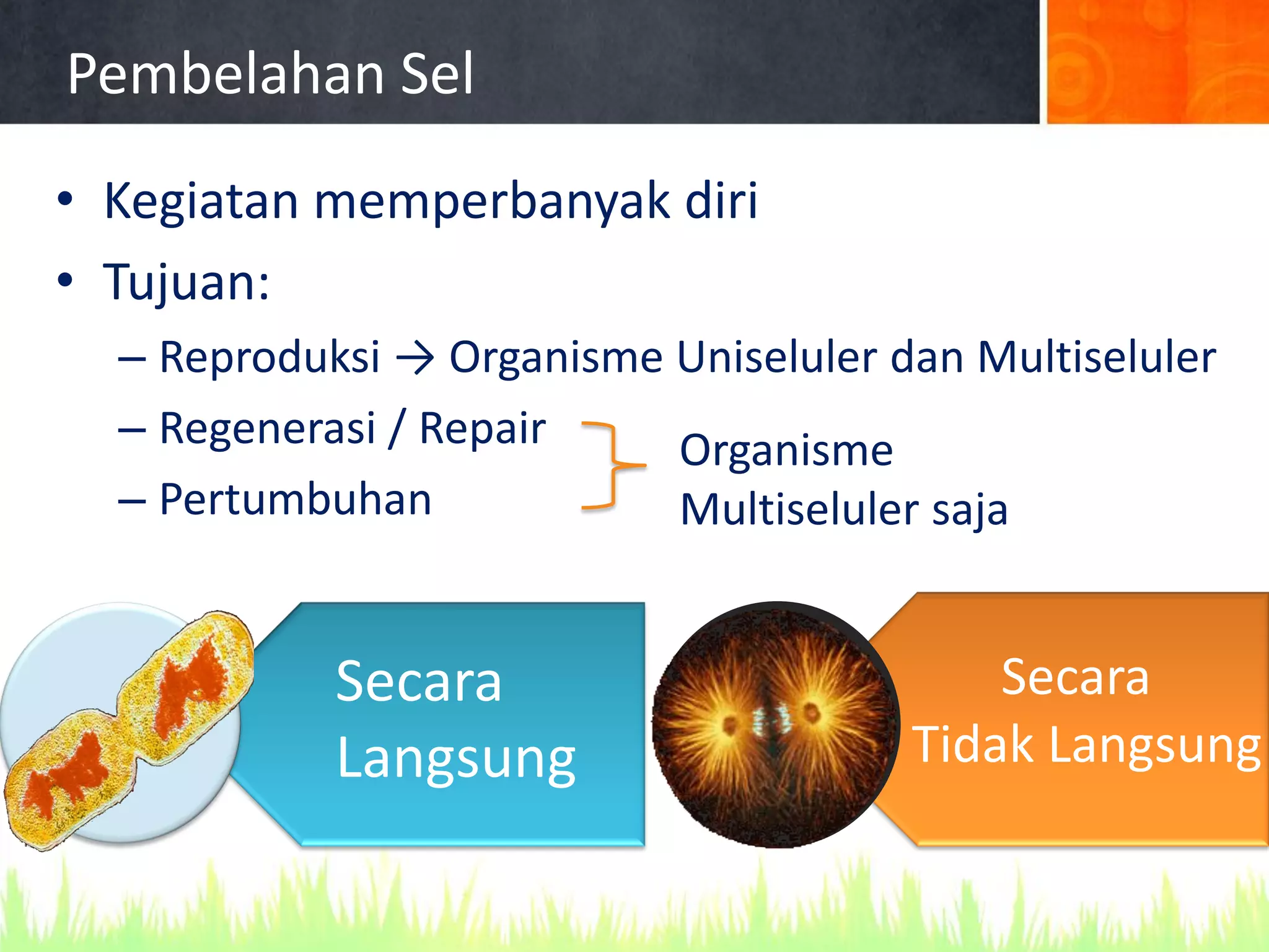 Pembelahan sel dan siklus sel | PDF