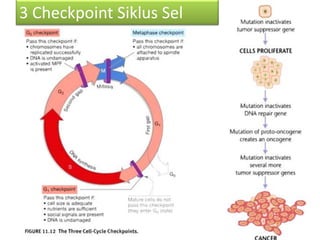 Pembelahan sel dan siklus sel | PDF