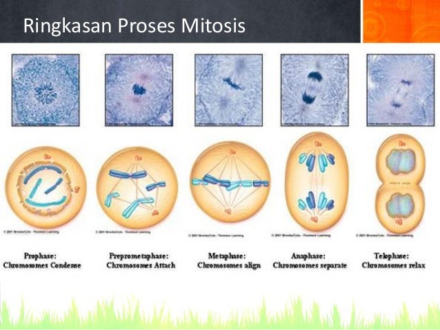 Pembelahan sel dan siklus sel